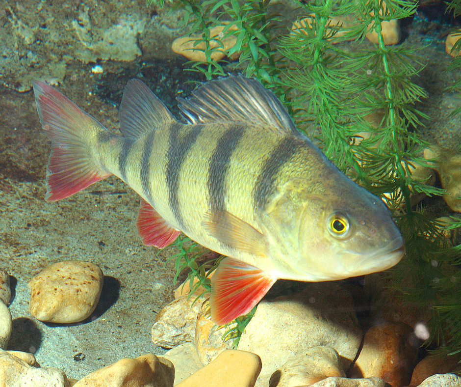 Fish Dissection - April 15th | Argonauta Academy