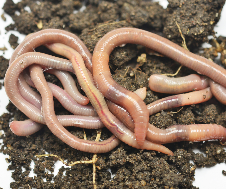 Lumbricus Terrestris Dissection